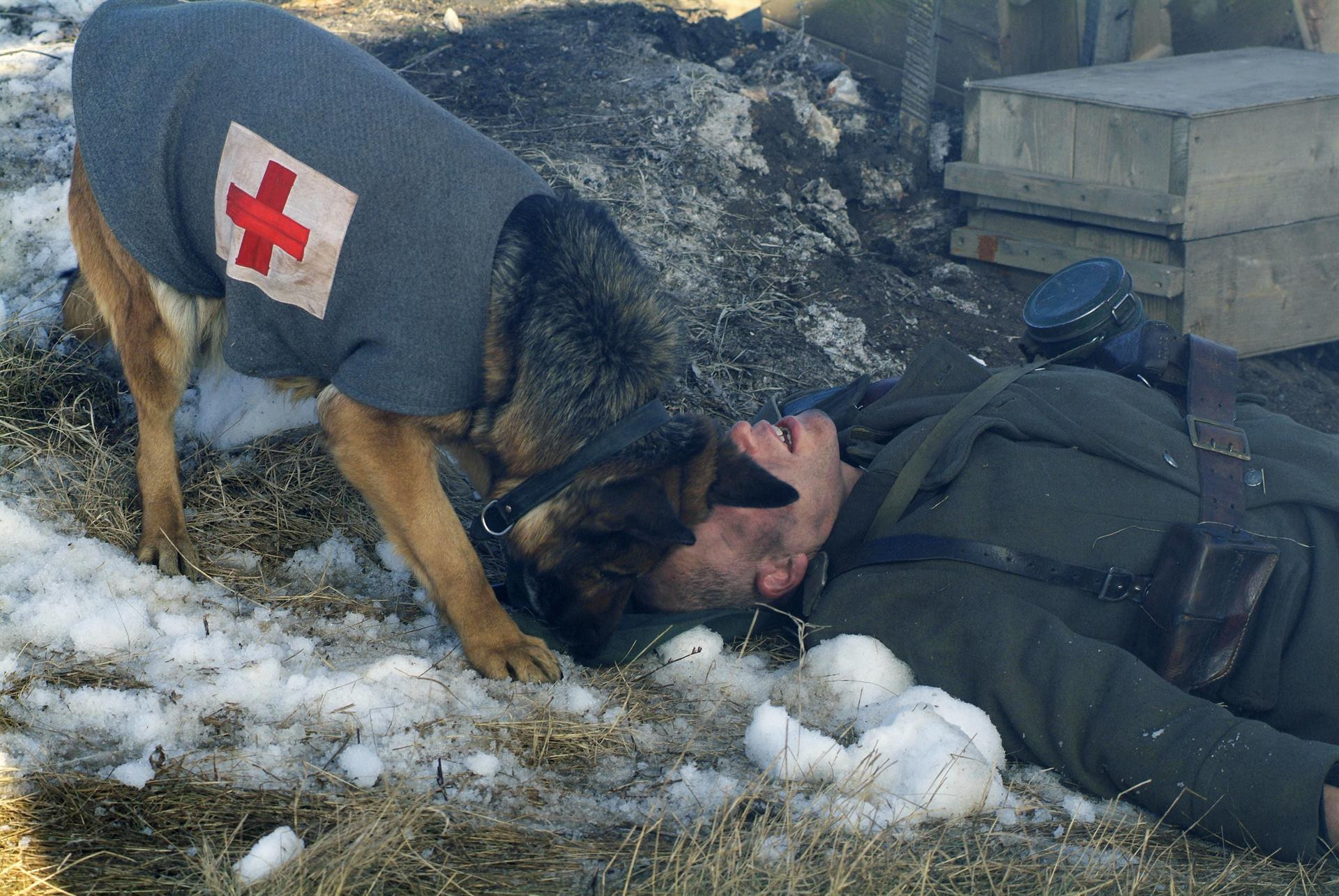 Rintintin en VOD. Film de Danny LERNER - en Streaming et à Télécharger.
